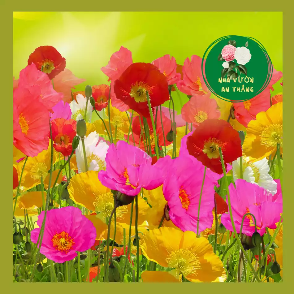 Hướng Dẫn Trồng Hoa Popy ( Hoa Kim Anh )